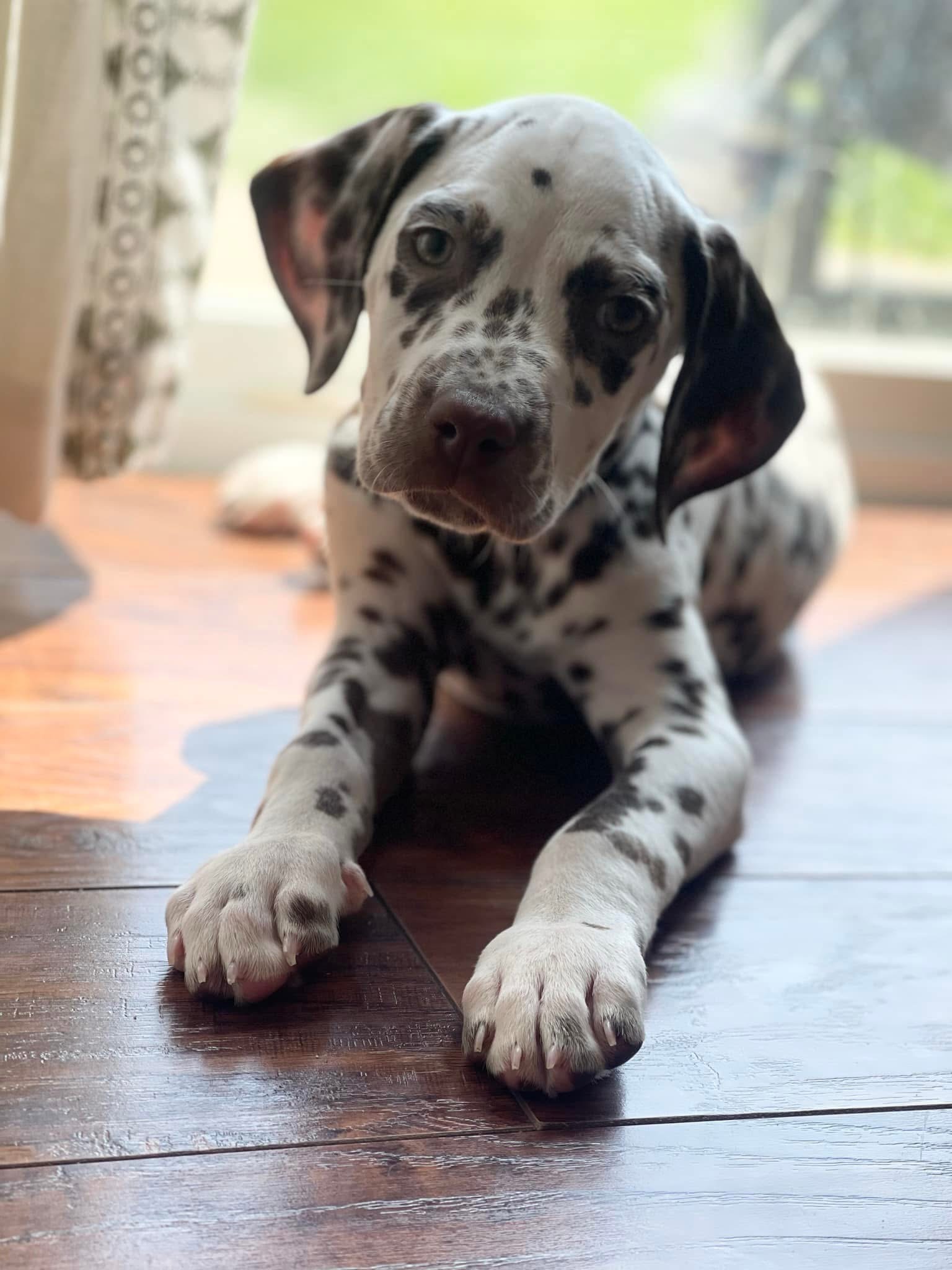 Deafness in Dalmatians: What Causes It and How to Care for a Deaf Dog ...