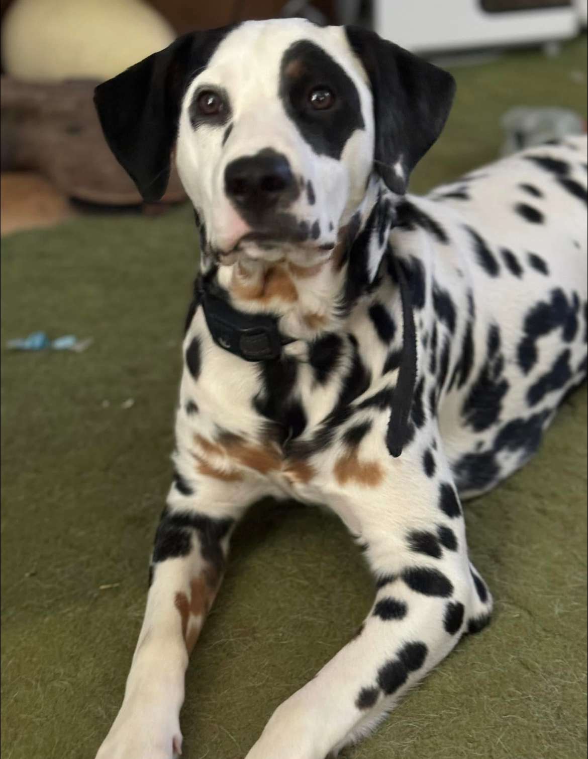 Dalmatian Colors: From Classic Black to Rare Variations - Missouri ...